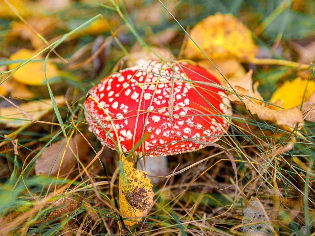 Hallucinogens - La Hacienda